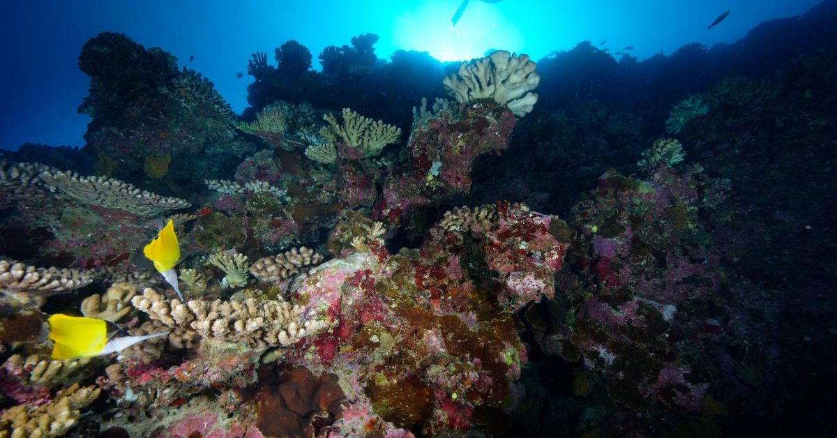 David Wahl : « Les abysses nous obligent à repenser notre place dans le ...